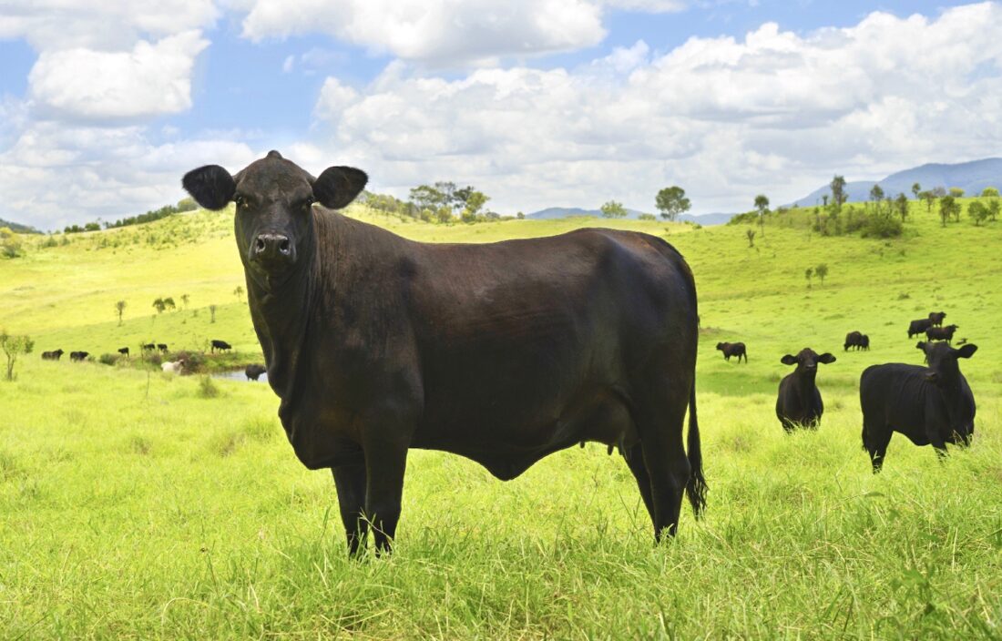 Eichmiller Farms joins membership of American Angus Association | News ...